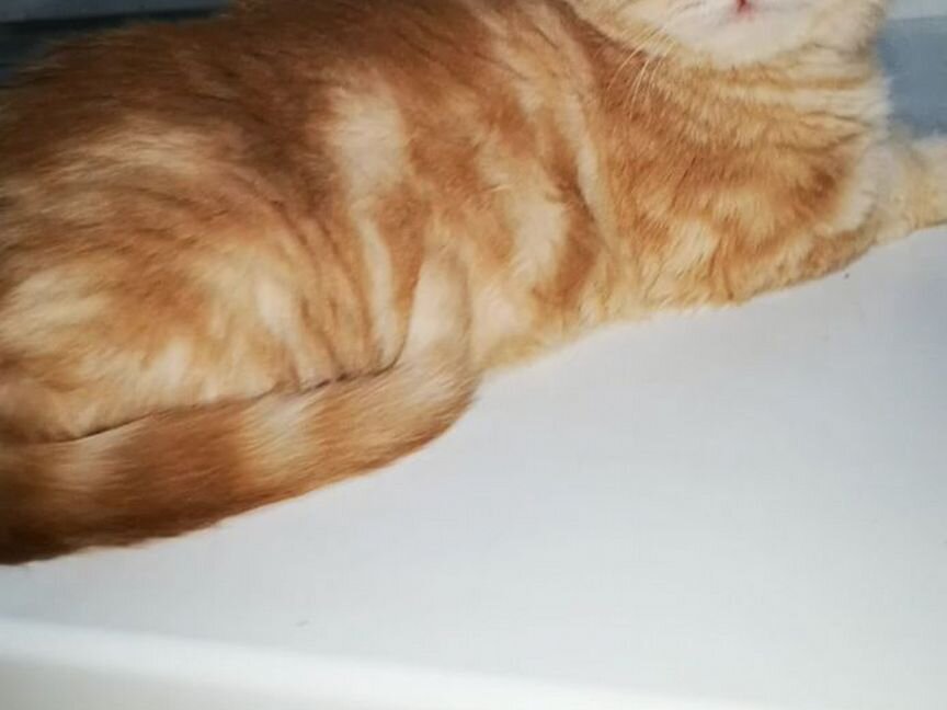 Манчкин, мальчик, короткие лапки