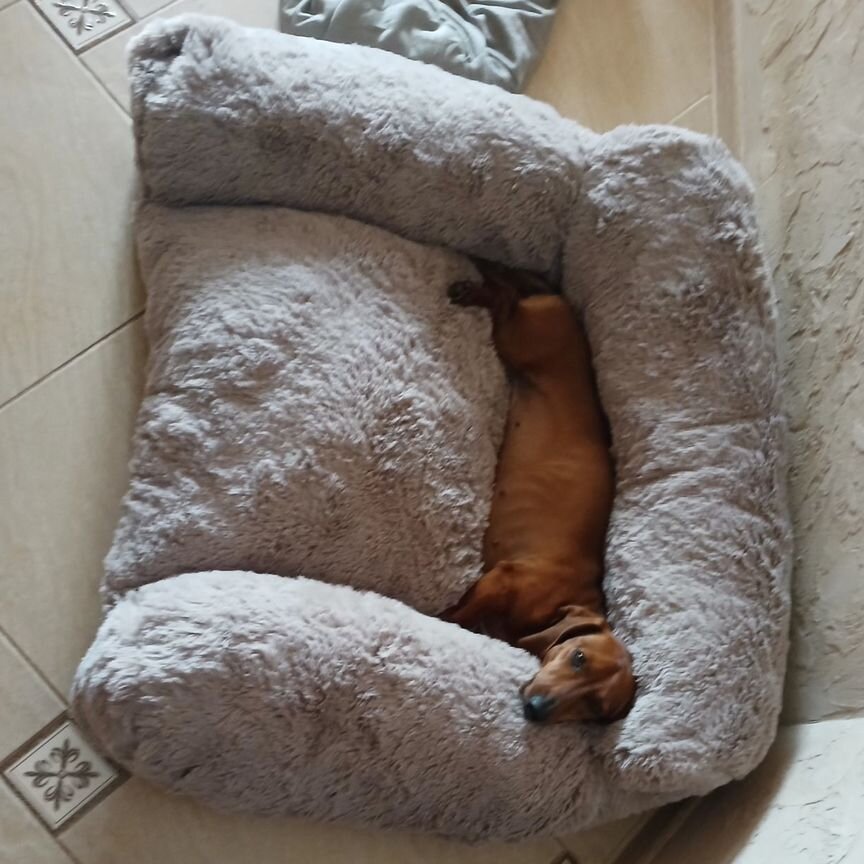 Такса, взрослая собака