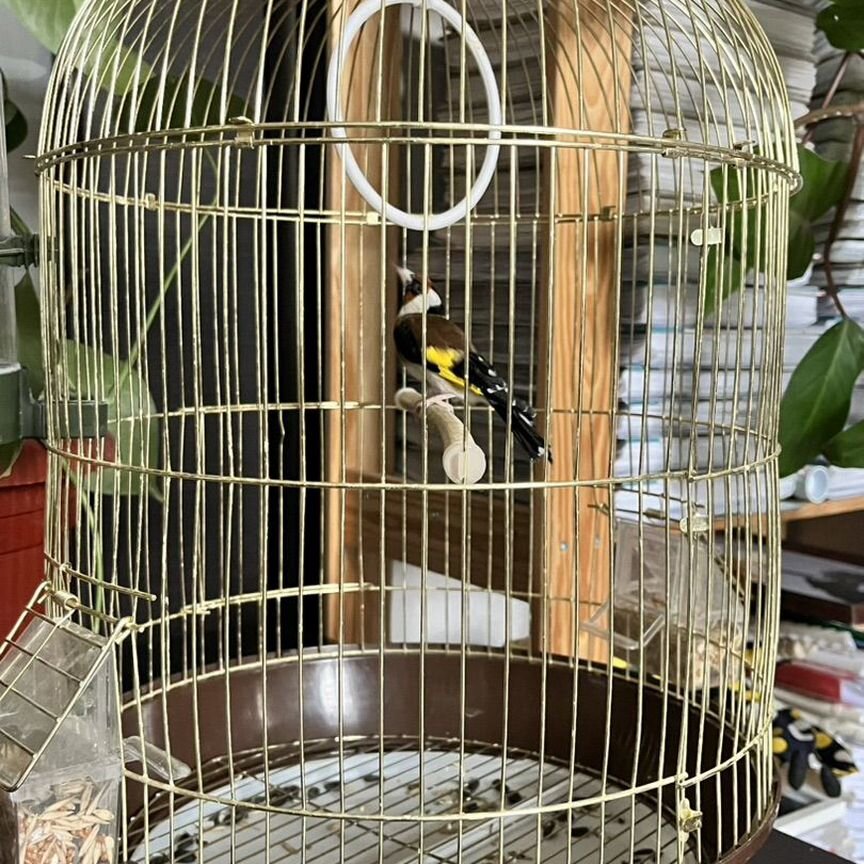 Щегол с клеткой