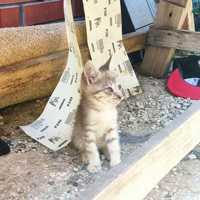 Кошка бесплатно. Мальчик