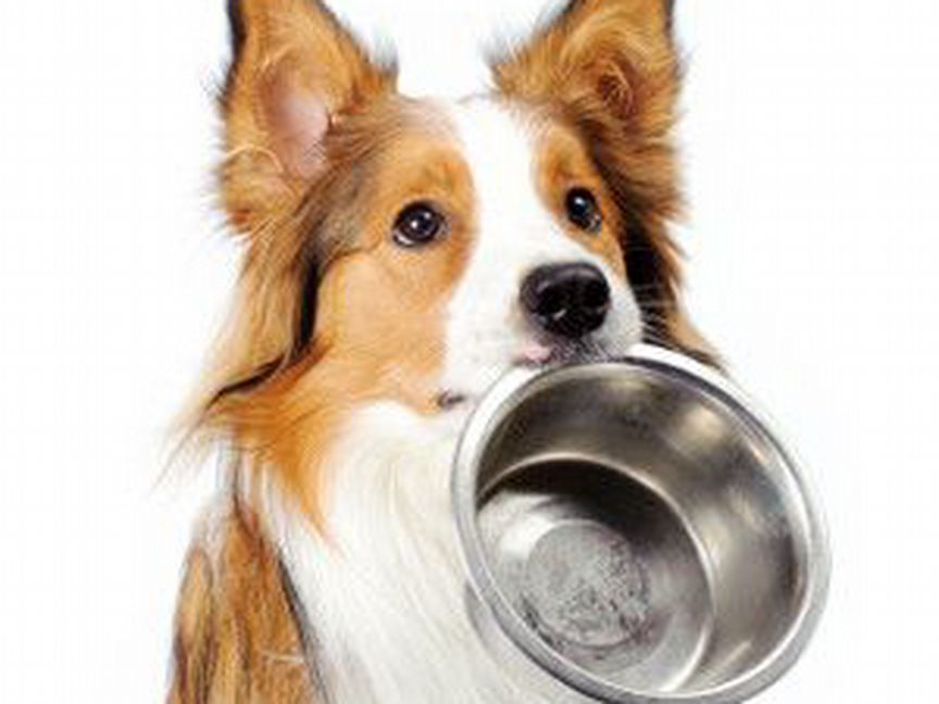 Мясо,творог фермерский для собак