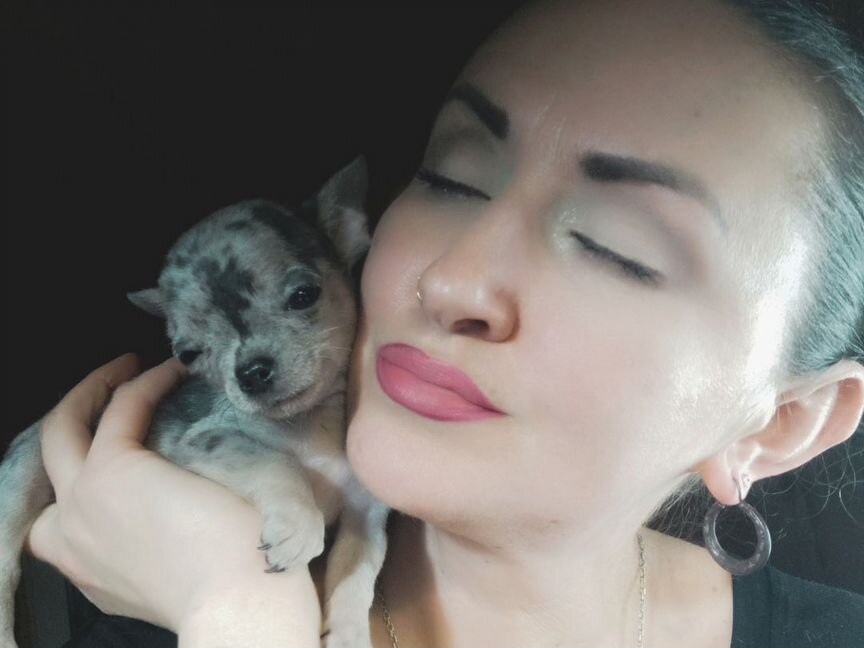 Чихуахуа шикарная девочка мини