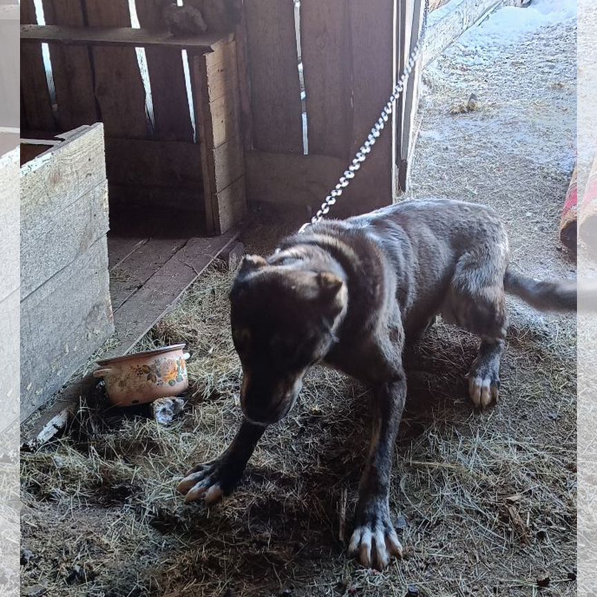 Среднеазиатская овчарка, щенок