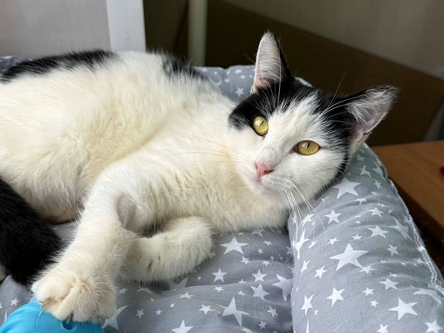 Кошечка Эми