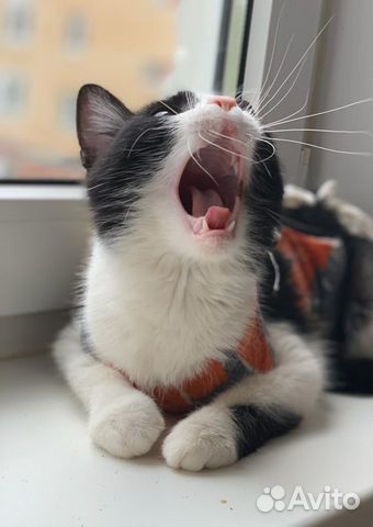 Кошка в дар бесплатно