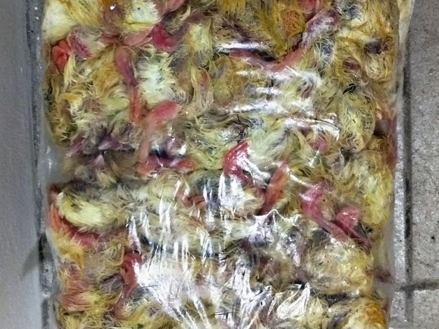 Замороженные цыплята на корм