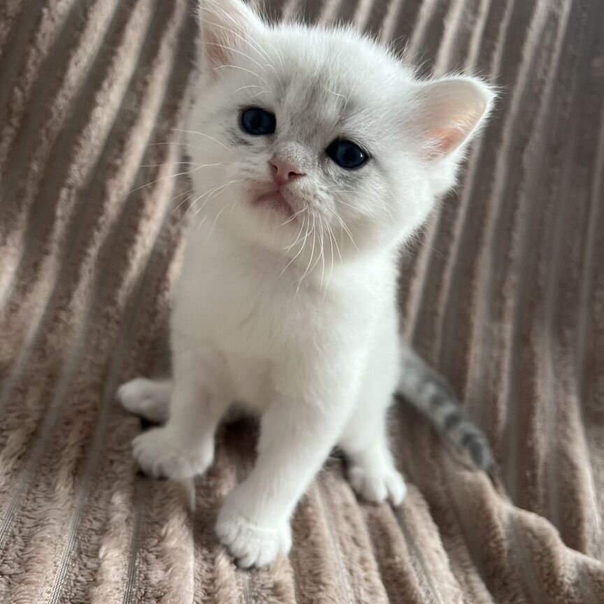 Котята серебристая шиншилла