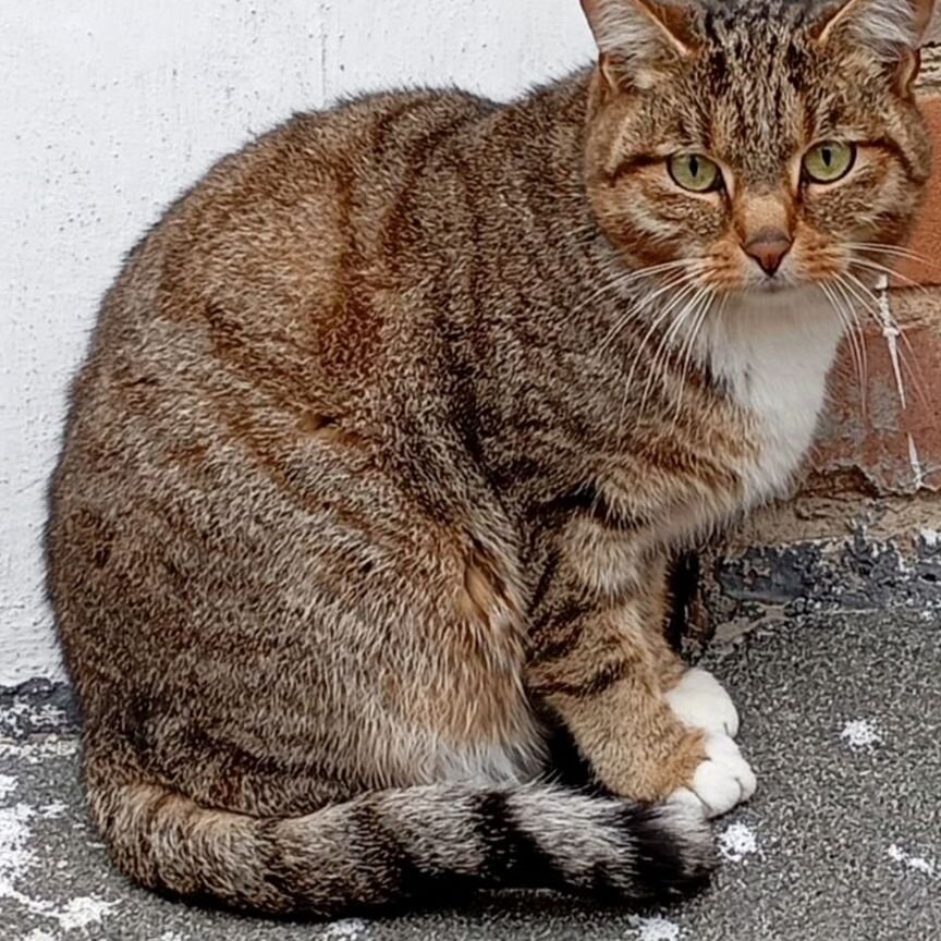 Кот " Зелёный"