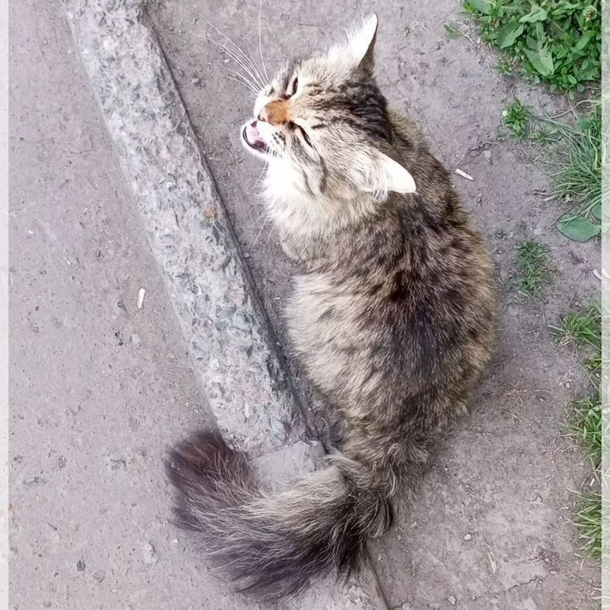 Взрослый кот в добрые руки