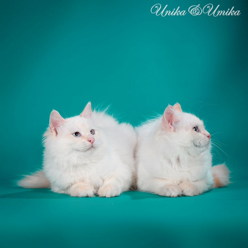 Сибирские невские маскарадные котята