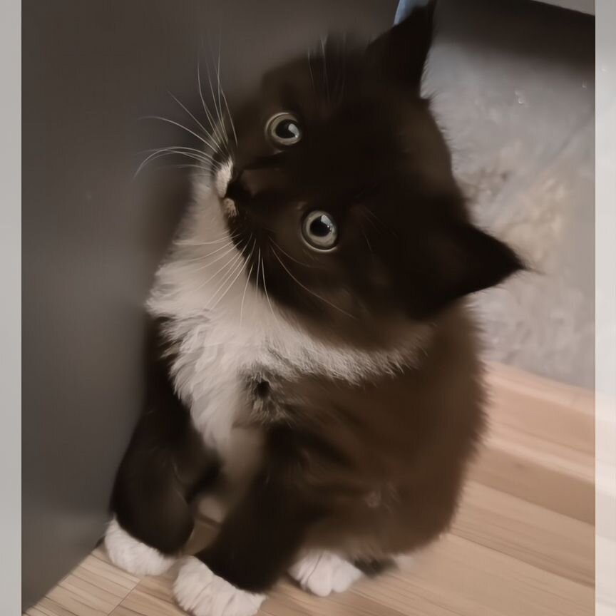 Котёнок в добрые руки