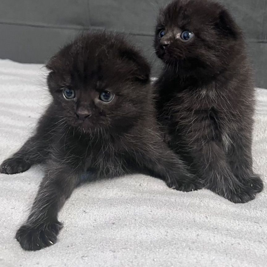 Шотландские вислоухие котята
