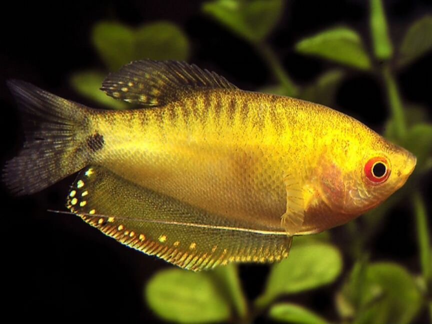 Гурами золотой