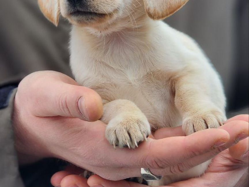 Такса в добрые руки