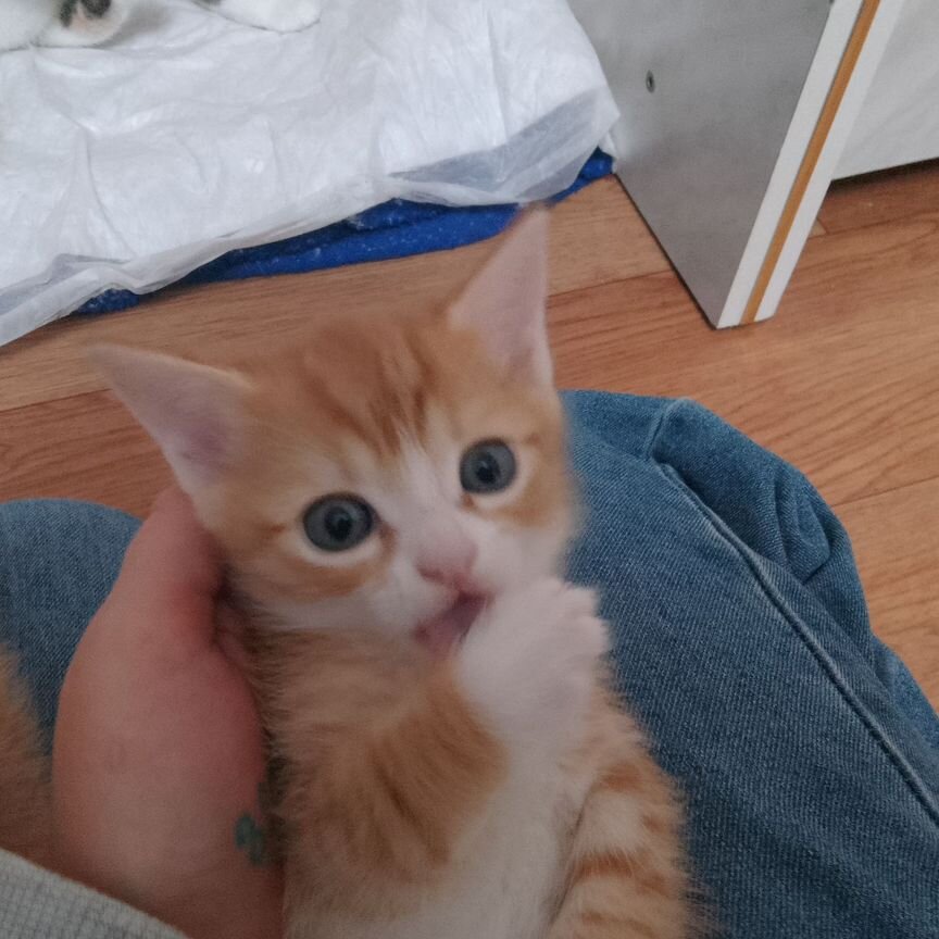 Домашние животные котята
