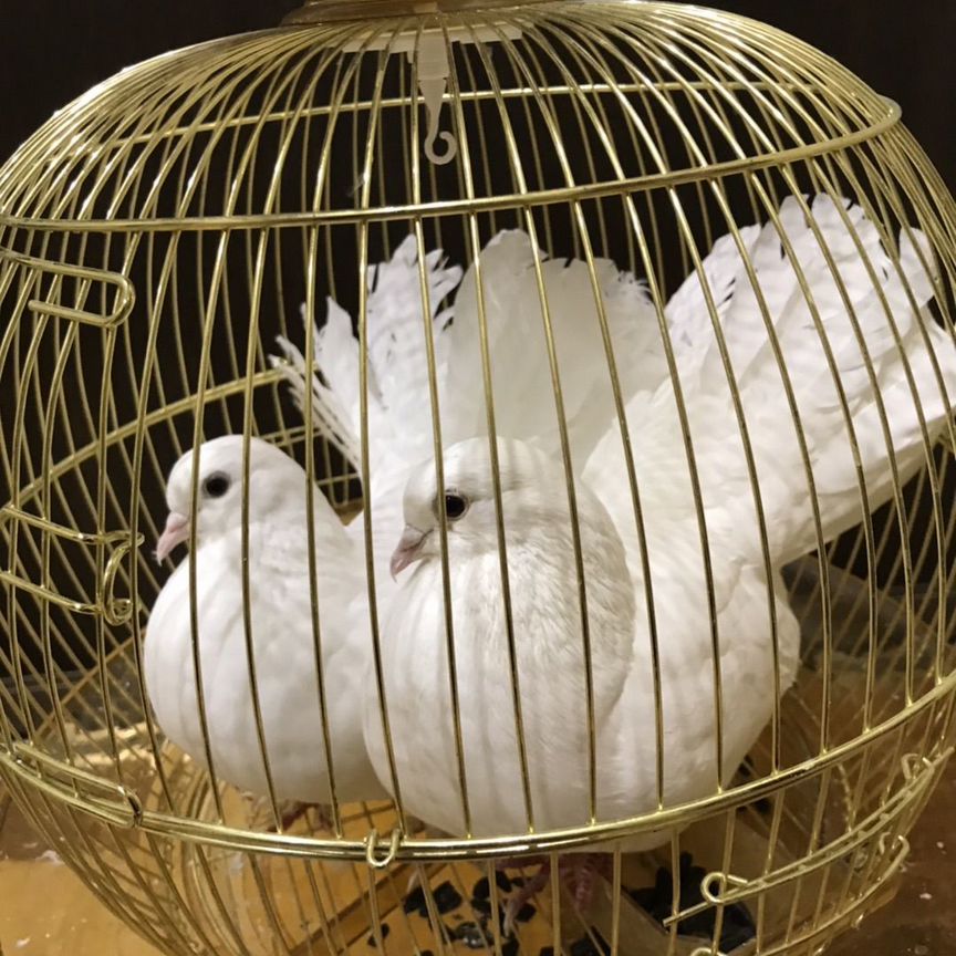 Голуби павлины