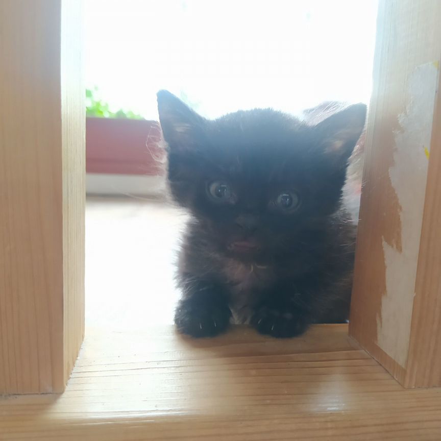 Отдам котëнка в добрые руки