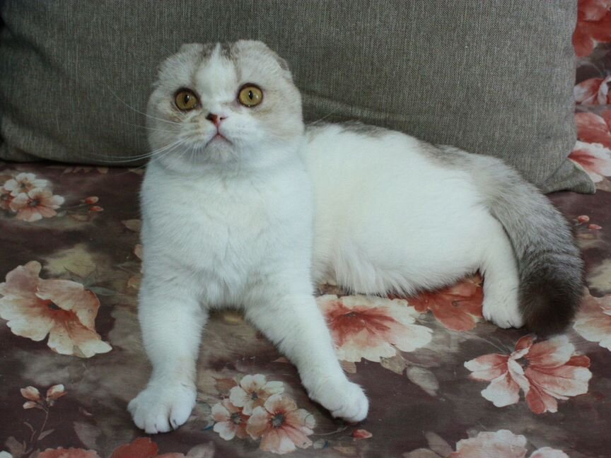 Скотиш фолд, super ушки