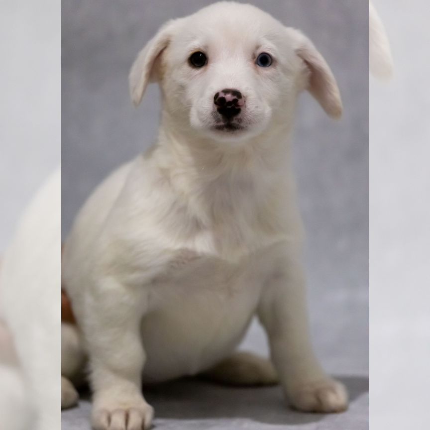 Щенок в добрые руки