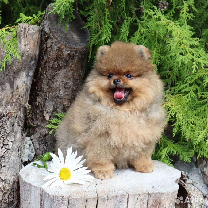 Кукольный мишка