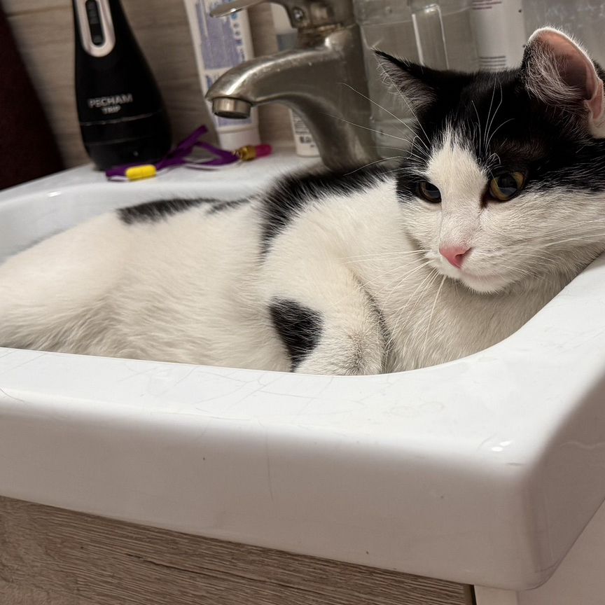 Кот в добрые руки