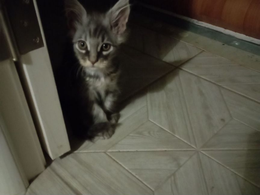 Котёнок 1.5 месяца, смесь майкун