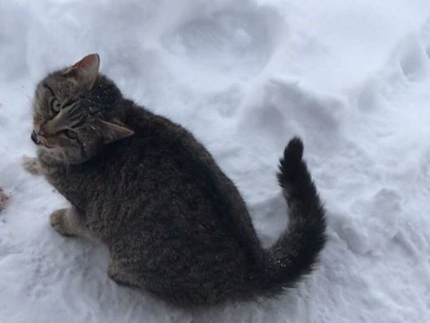 Чудесный подросток кошка Ляля