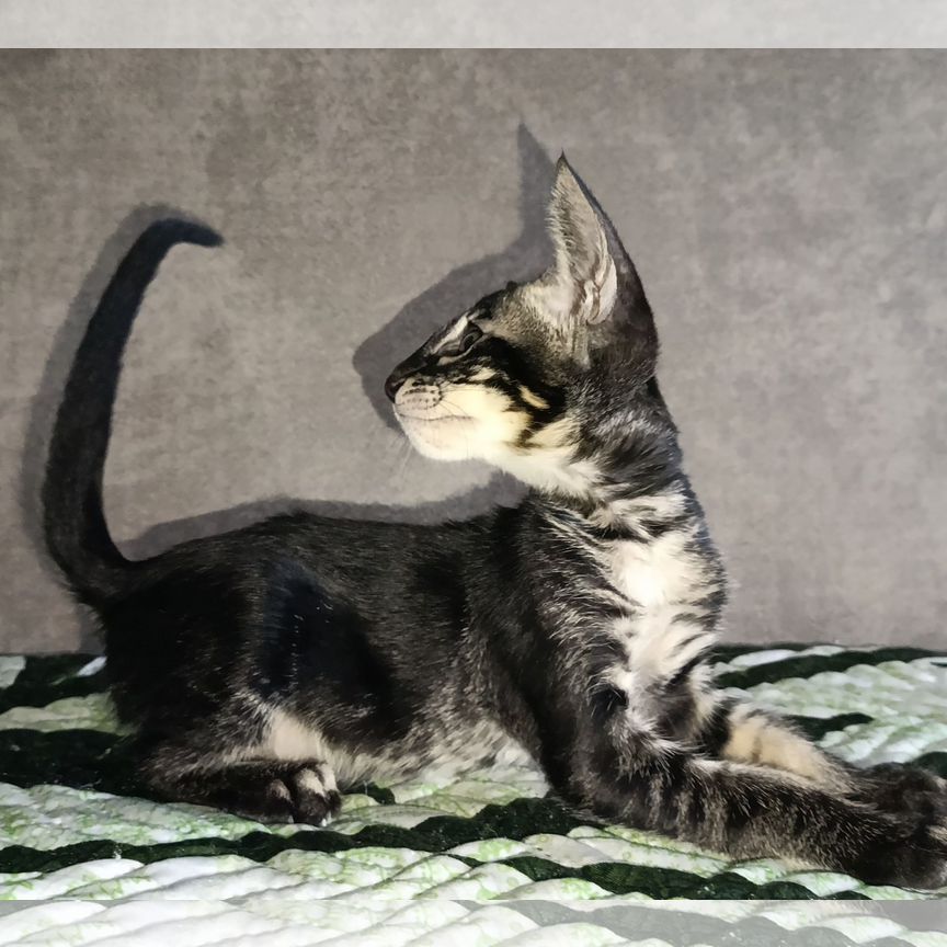 Ориентальный котёнок