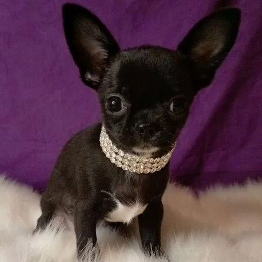 Чихуахуа, щенок