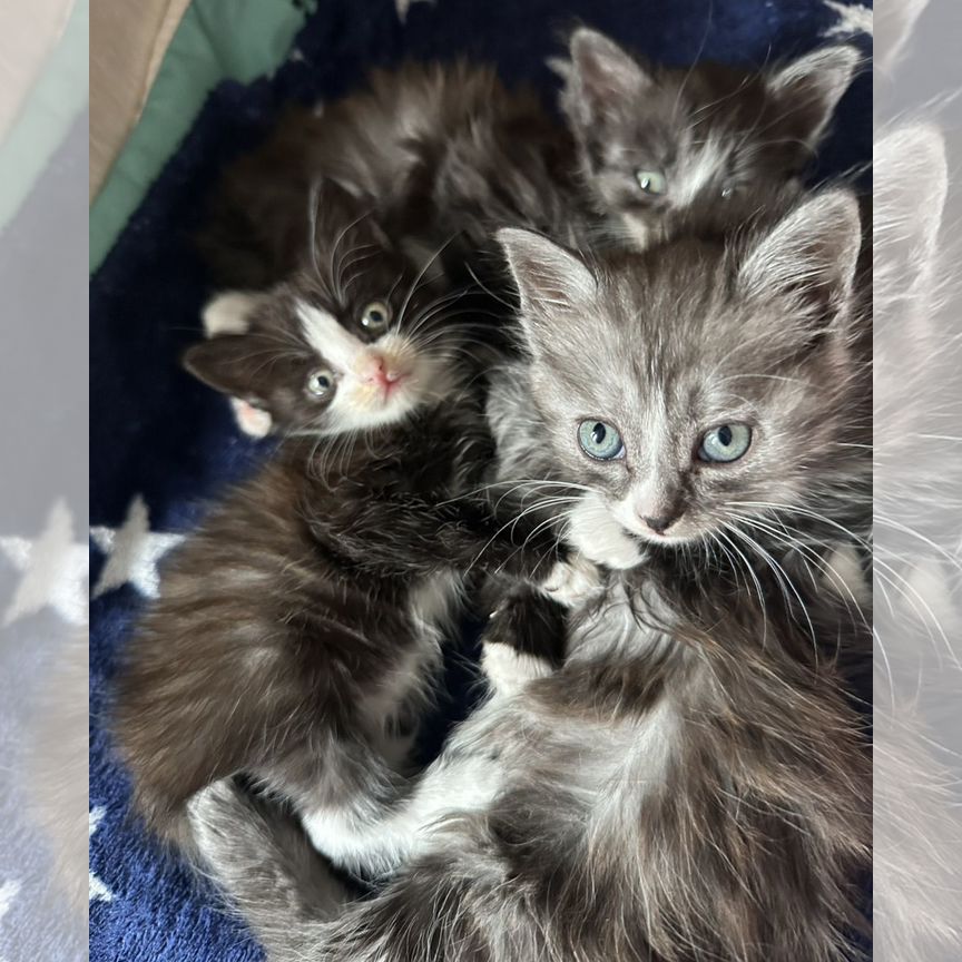 Котёнок в добрые руки