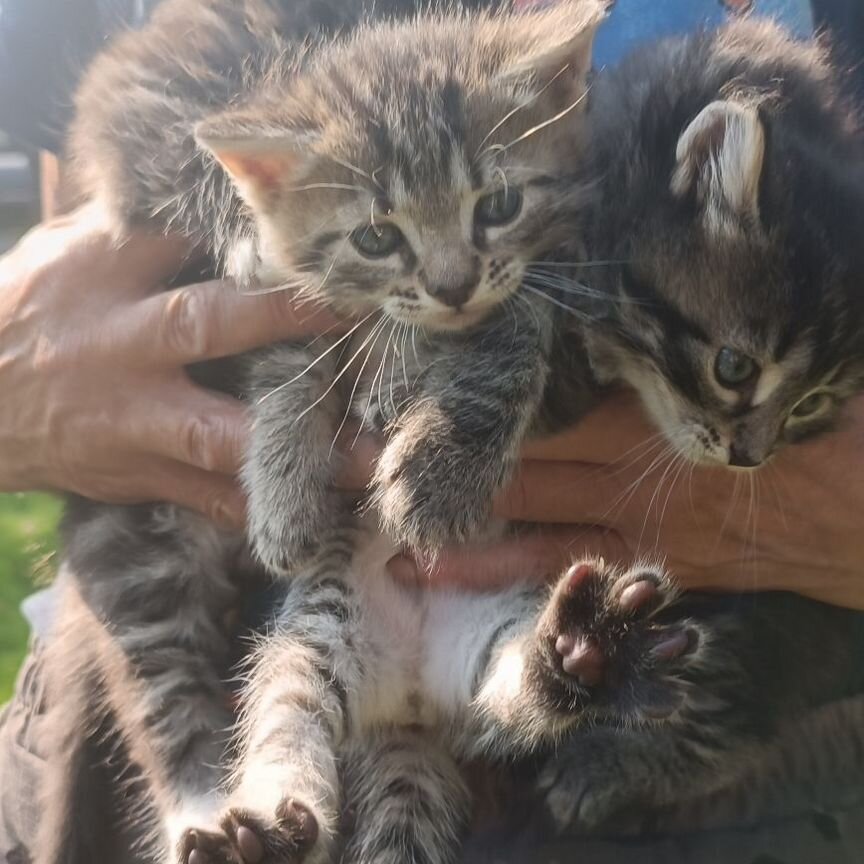 Котята в добрые руки бесплатно