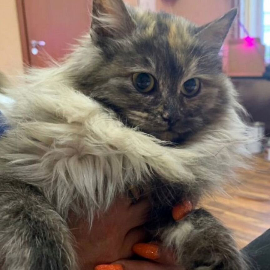 Кошечка в добрые руки