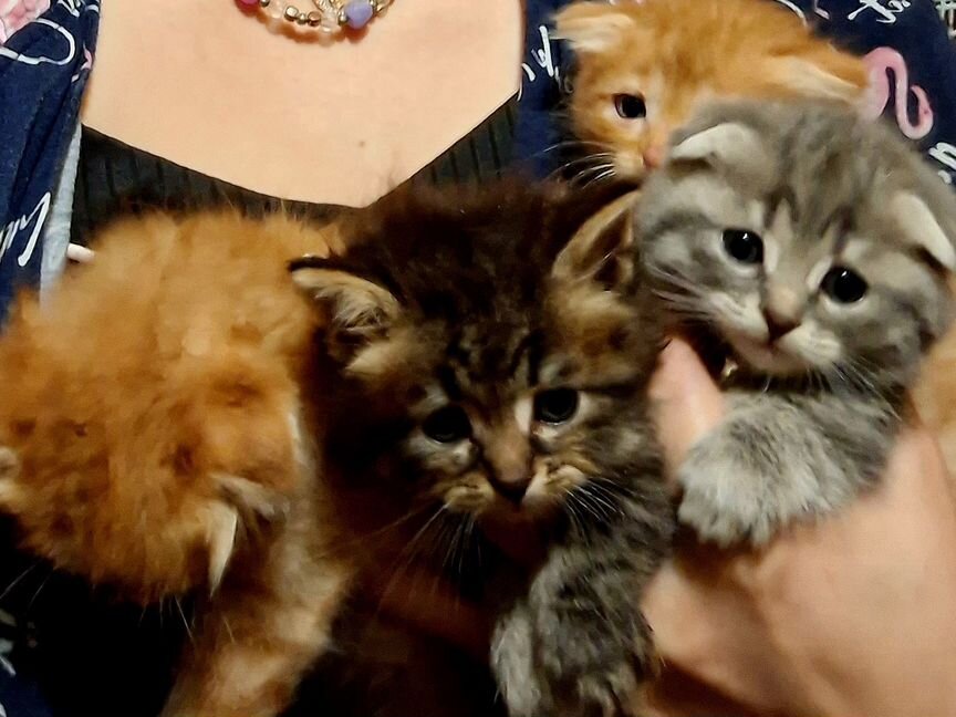 Котята мейн-кун метис