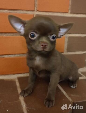 Мальчик Гоша