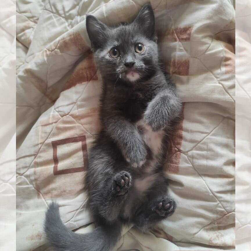 Отдам котенка в добрые руки