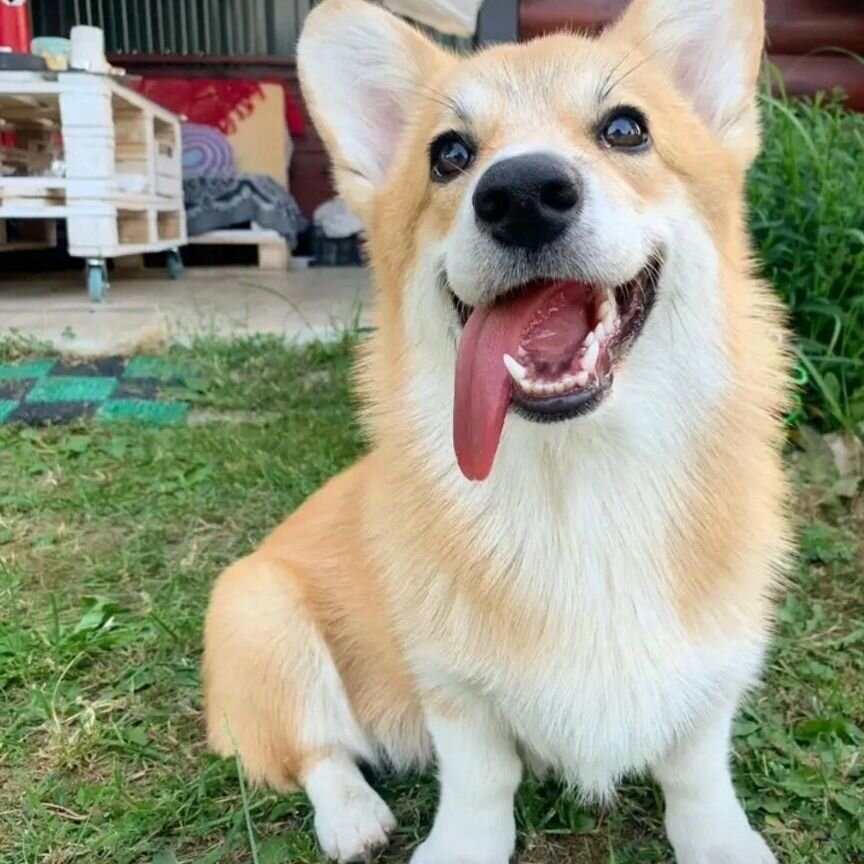 Корги мальчик 1 год