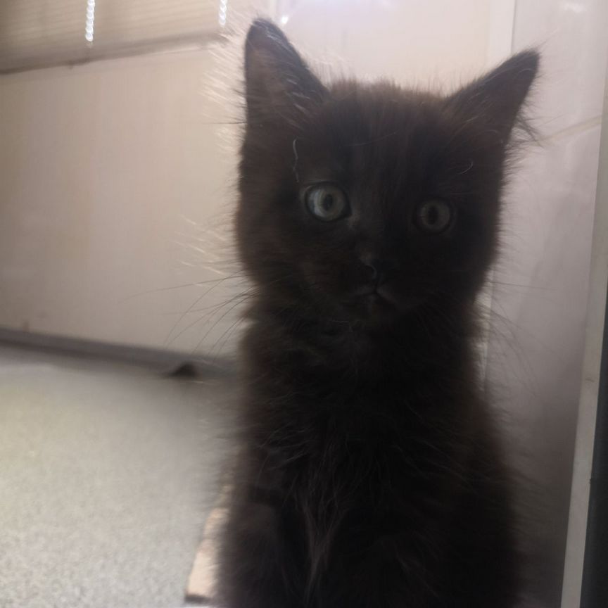 Котенок, девочка, черная