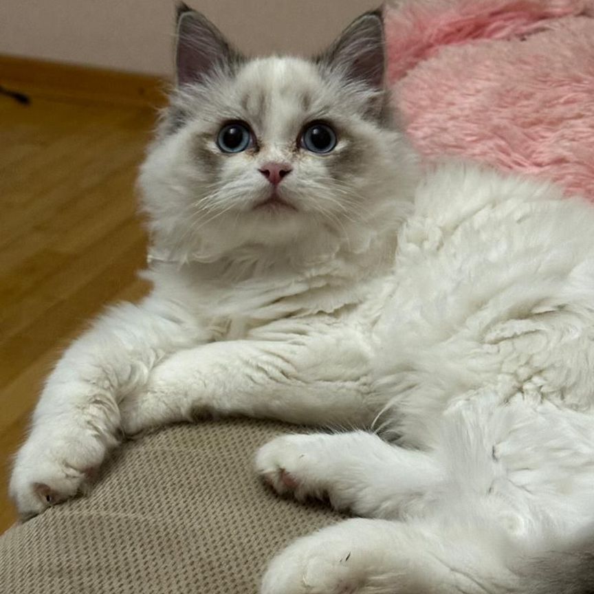 Рэгдолл котёнок