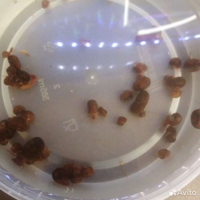 Улитки катушки отдам