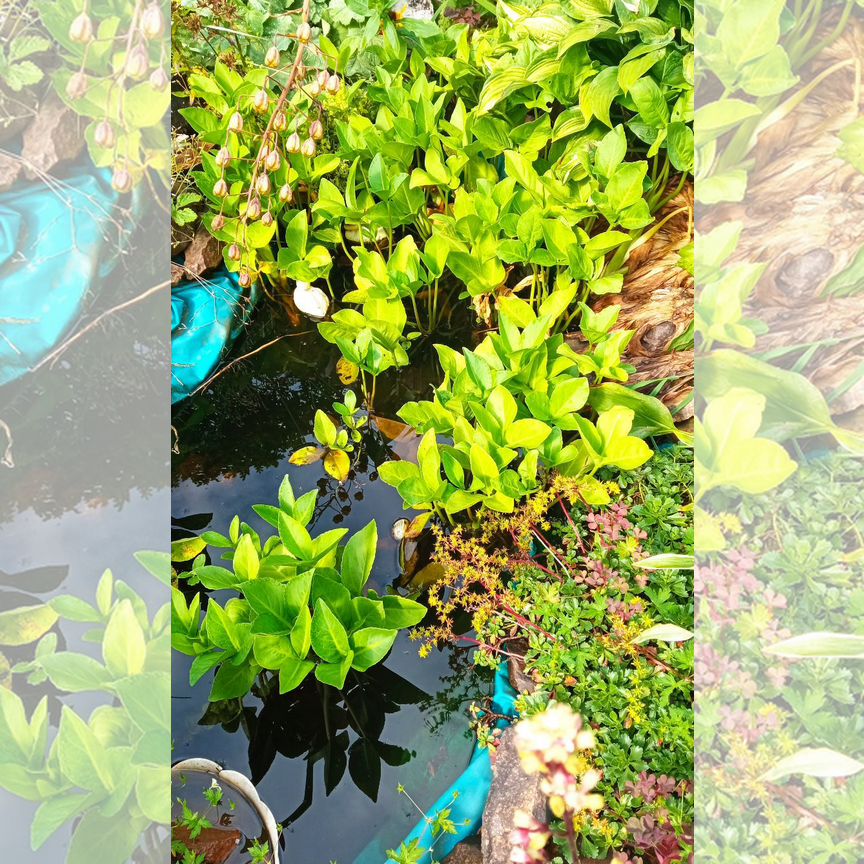 Водное растение