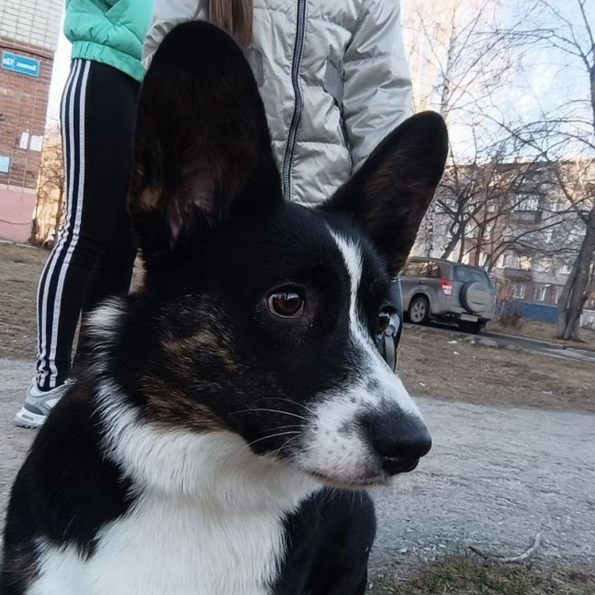 Отдам в добрые руки корги кардиган