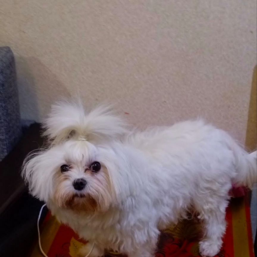 Отдам в добрые руки мальтийскую балонку