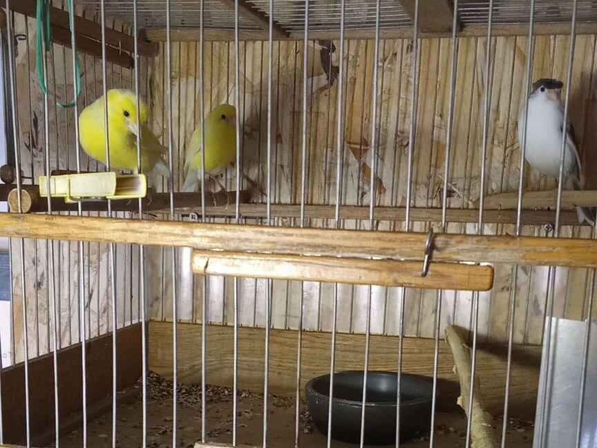 Кенара и канарейки