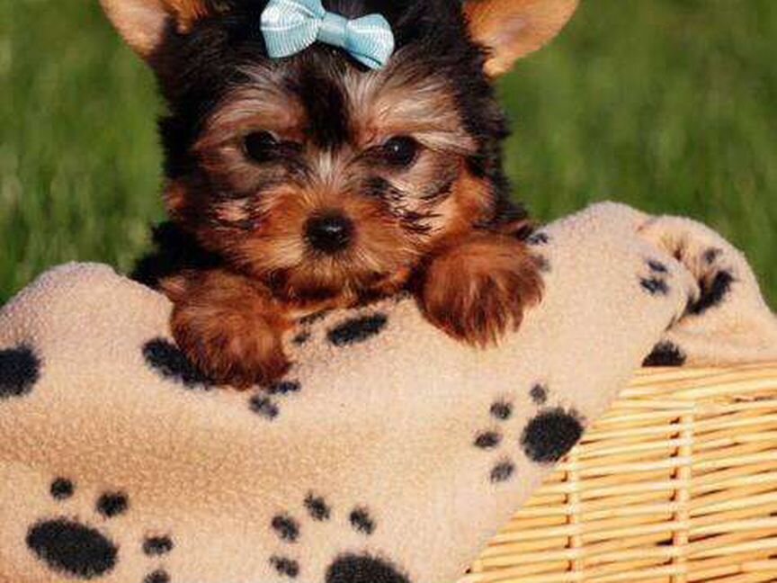 Йоркширский терьер