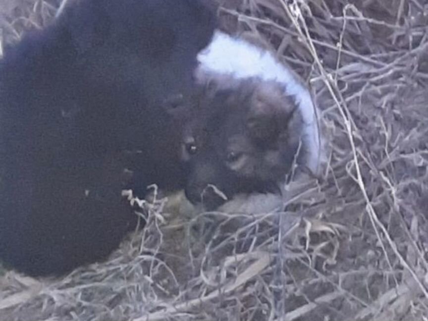 Бездомные щенята