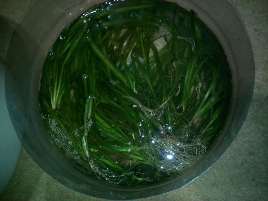 Аквариумные растения прополка