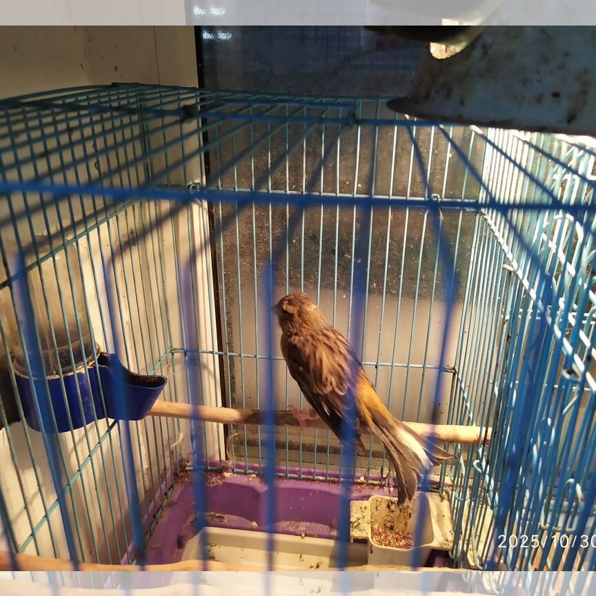 Кенара и канарейки