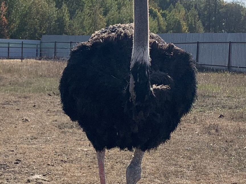 Страус самец