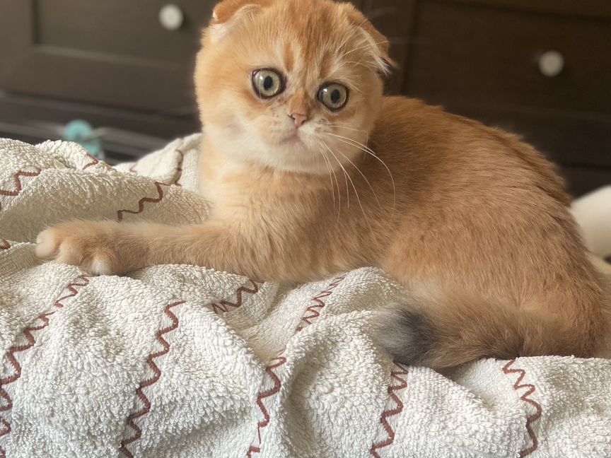 Шотландская кошечка Фортуна