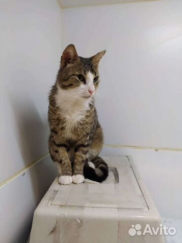 Кот в добрые руки